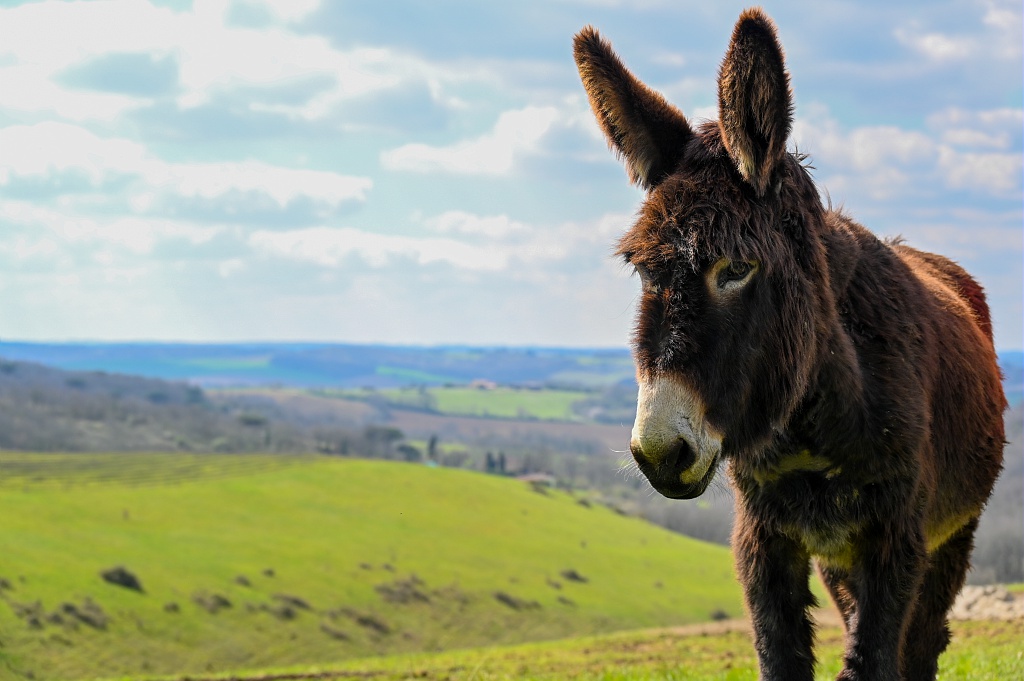 LA FERME DU HITTON - oficina de turismo Grand Auch Coeur de Gascogne ...