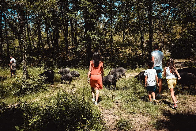 The Bidache Farm and its real Gascon black pigs - Auch Tourisme
